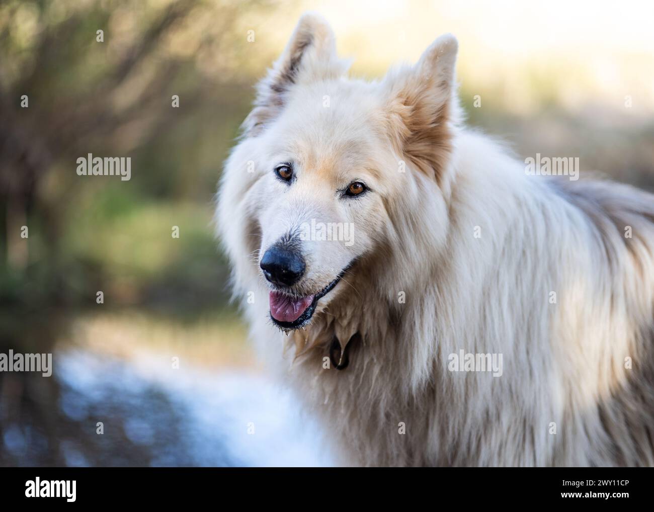 Mixed samoyed dog hi-res stock photography and images - Alamy