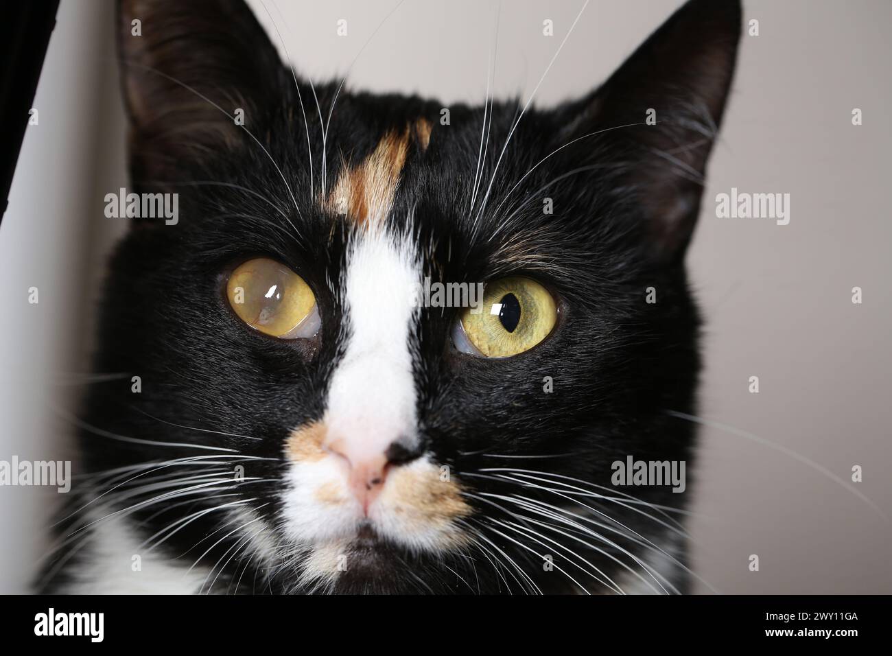 Cute cat with corneal opacity in eye on light grey background, closeup Stock Photo - Alamy