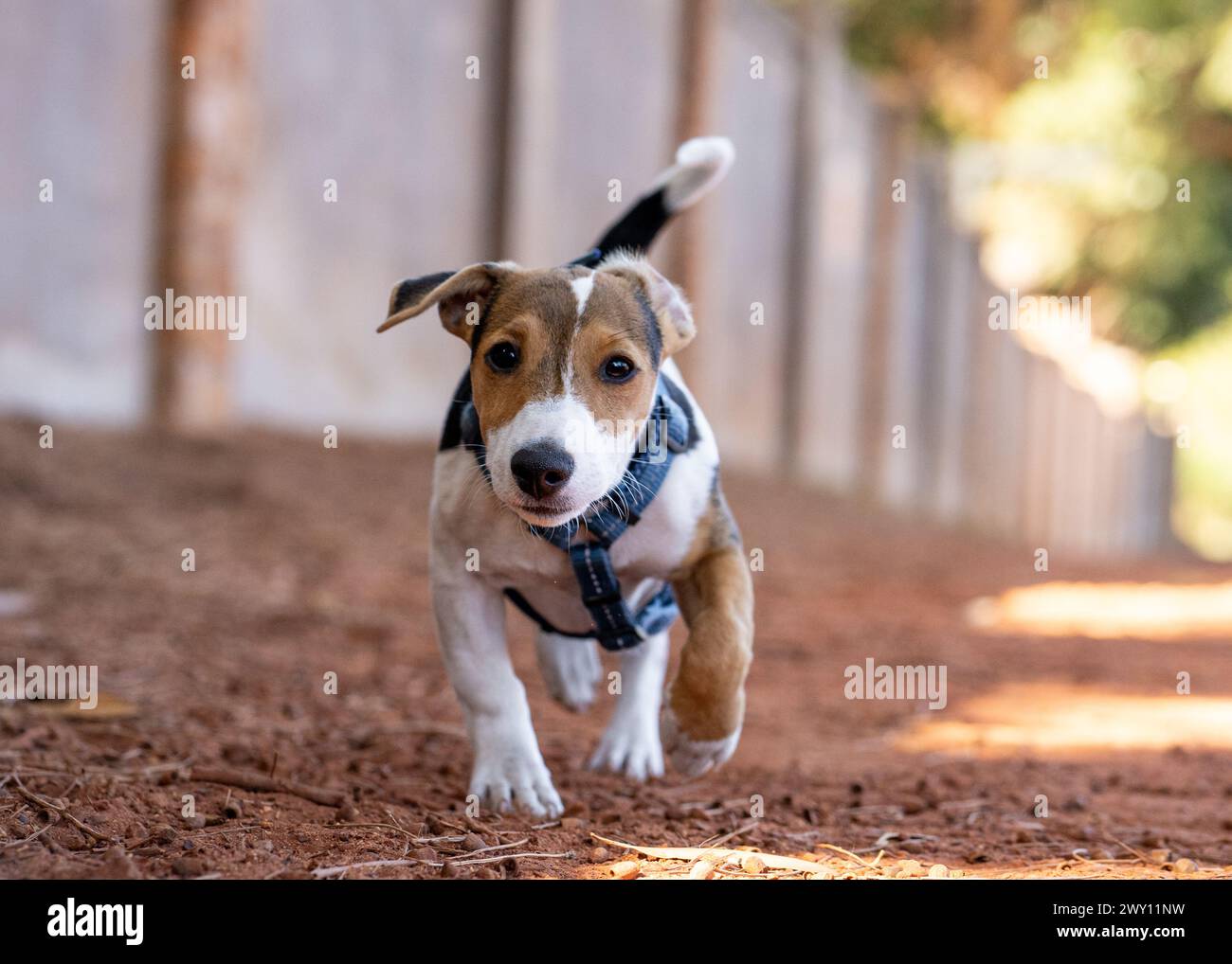 Jack russell adventure hi-res stock photography and images - Alamy