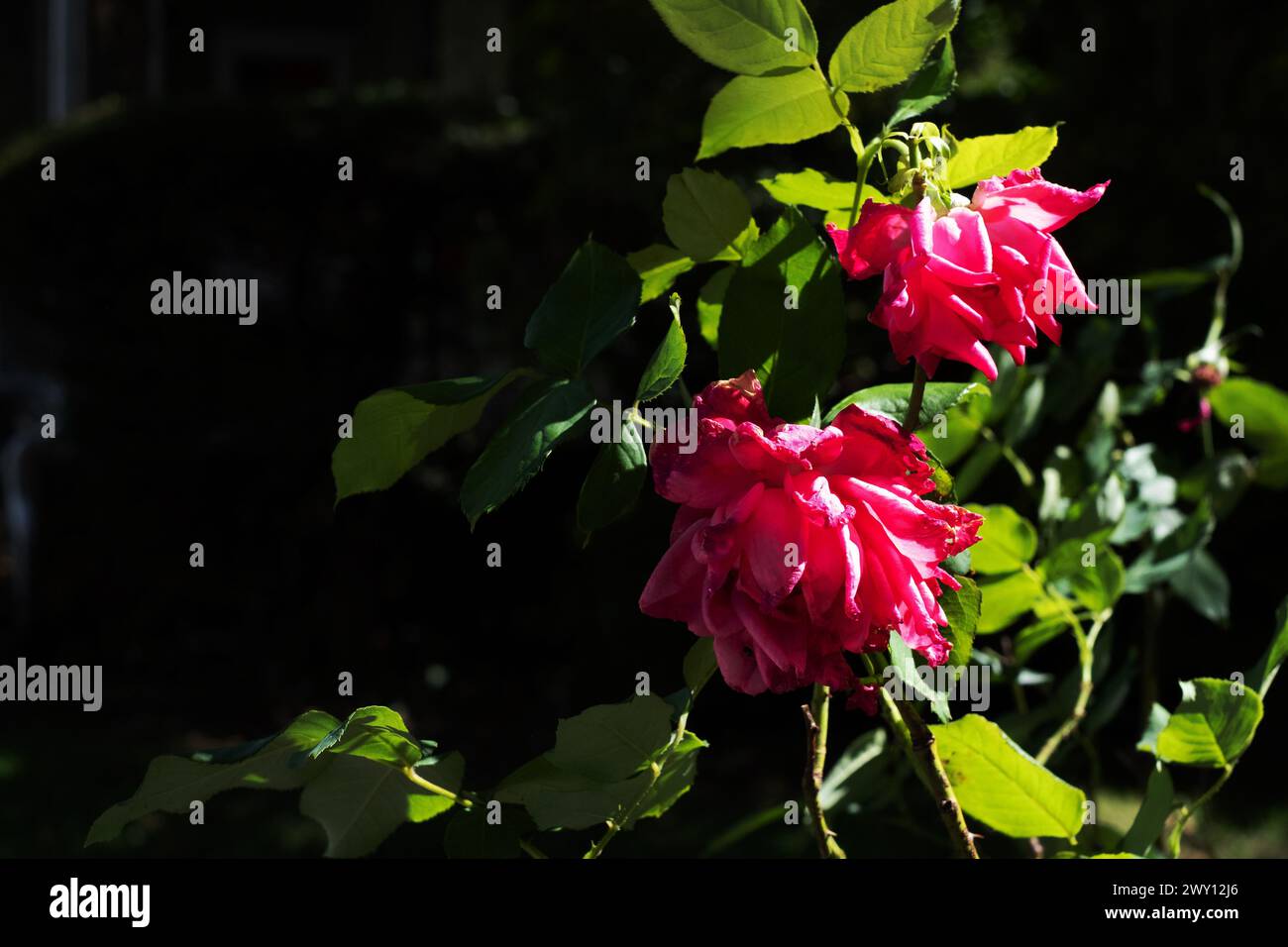 Reborn flower hi-res stock photography and images - Alamy