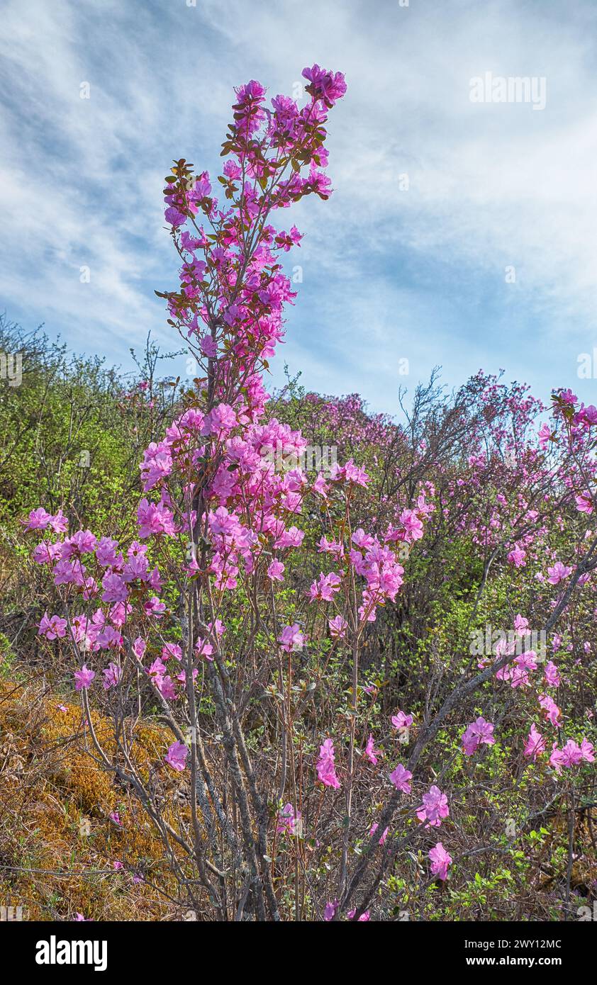 Rhododendron dauricum flowers (popular names bagulnik; maralnik) with ...