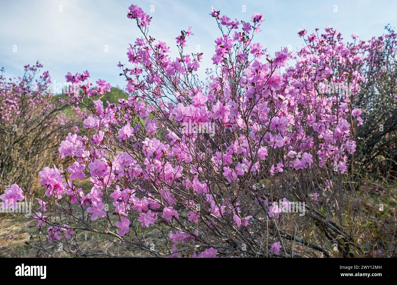 Rhododendron dauricum flowers (popular names bagulnik; maralnik) with ...