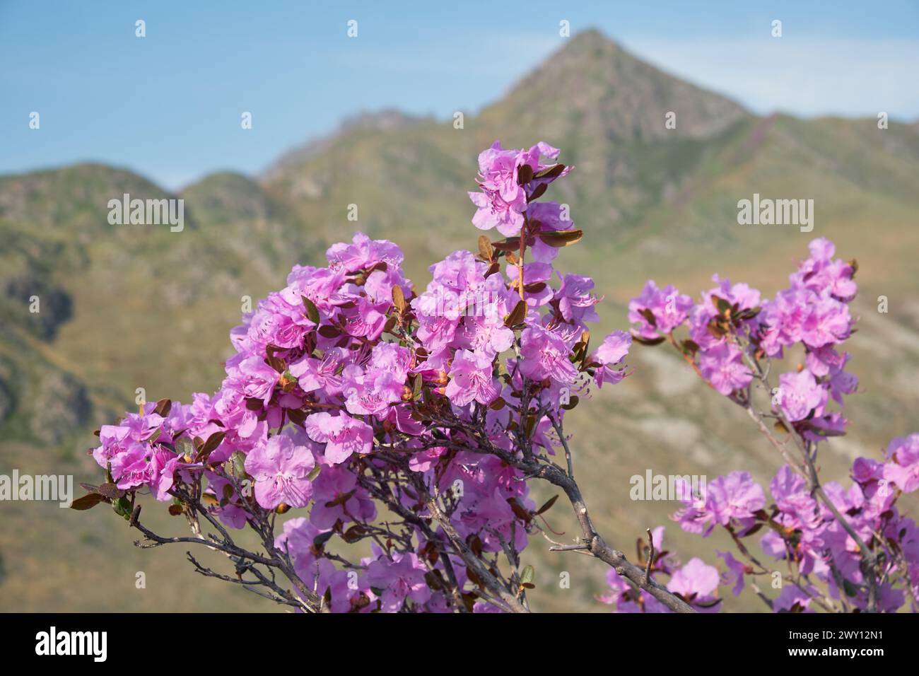 Rhododendron dauricum flowers (popular names bagulnik; maralnik) with ...