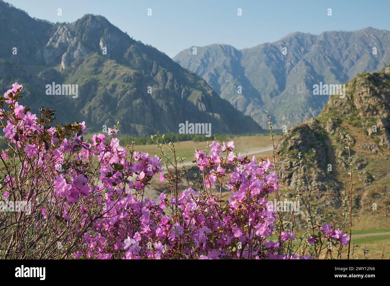 Rhododendron dauricum flowers (popular names bagulnik; maralnik) with ...