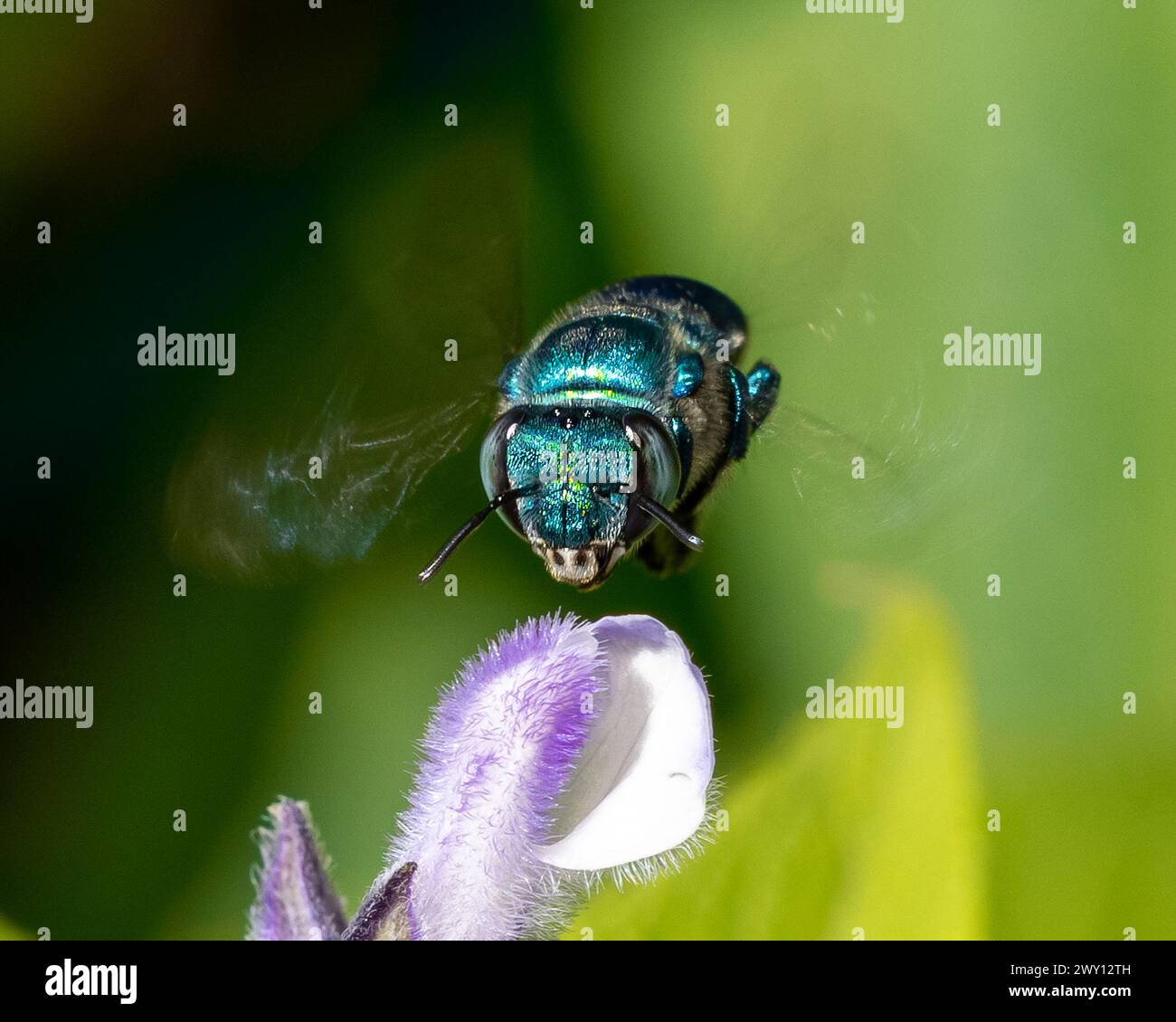 Bluebee hi-res stock photography and images - Alamy