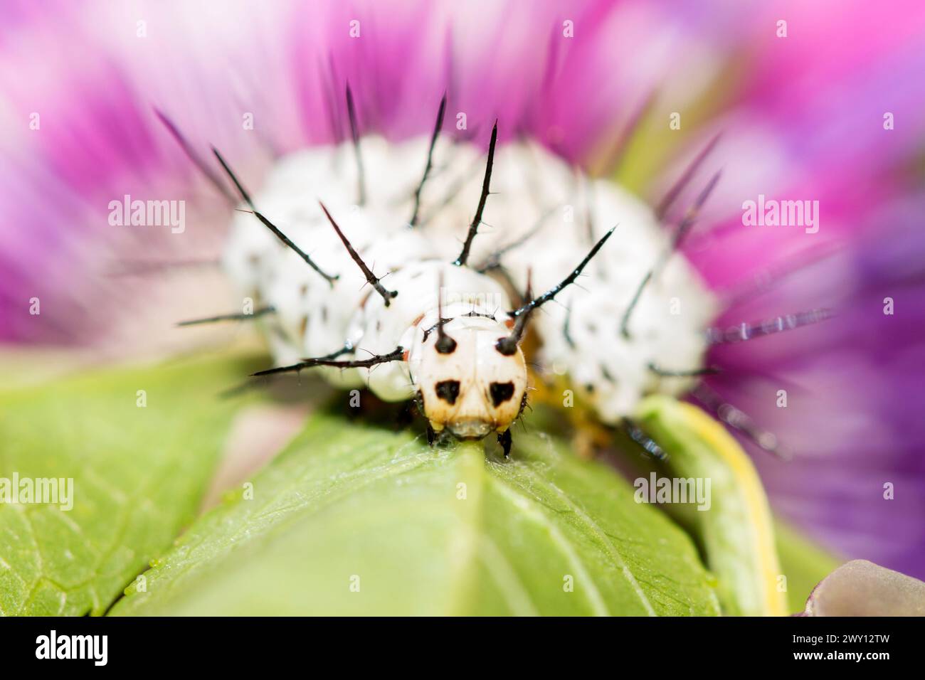 Small caterpillar munching hi-res stock photography and images - Alamy