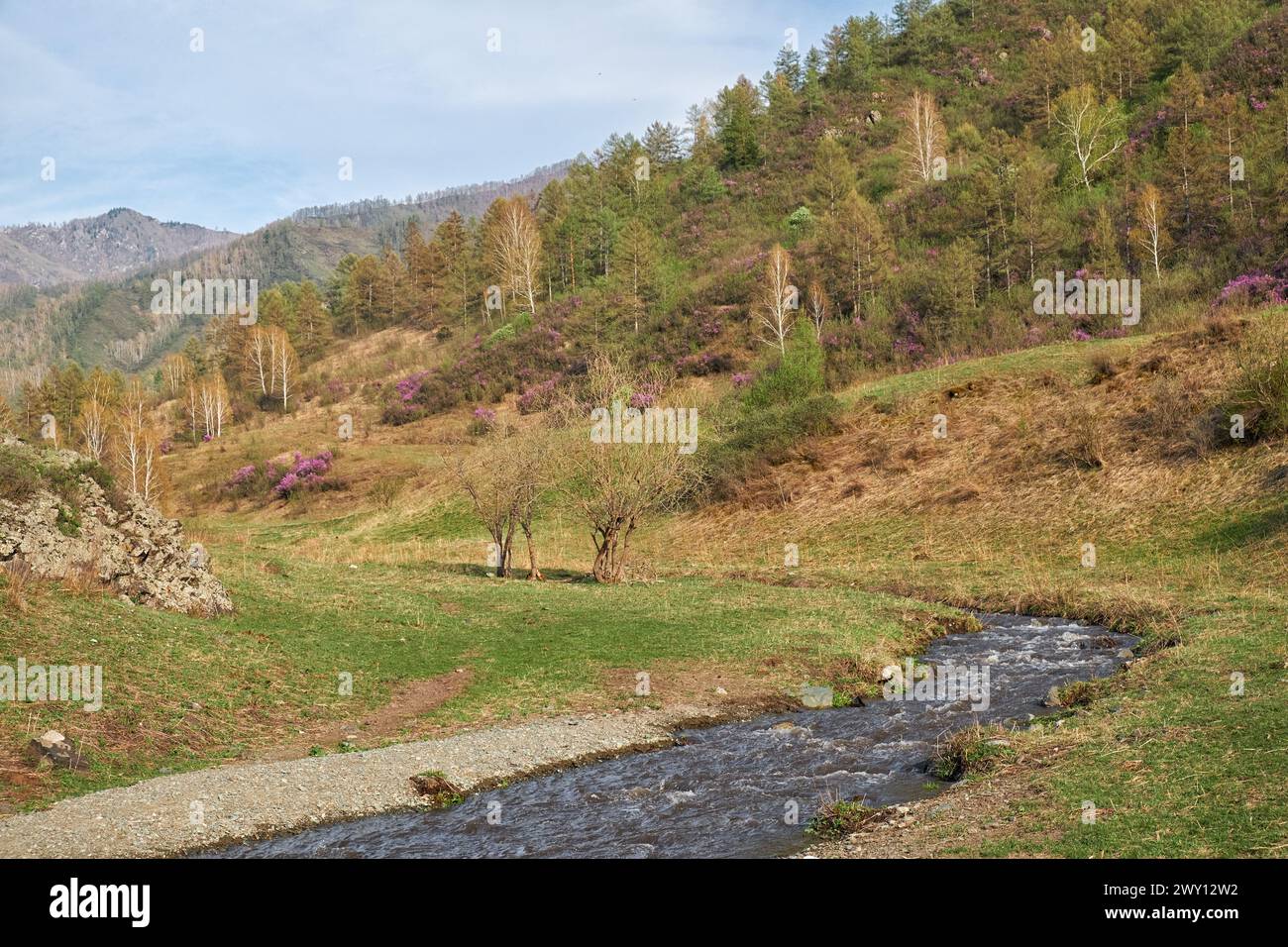 Altai river Chobe in the Spring season. This mountain stream is the ...