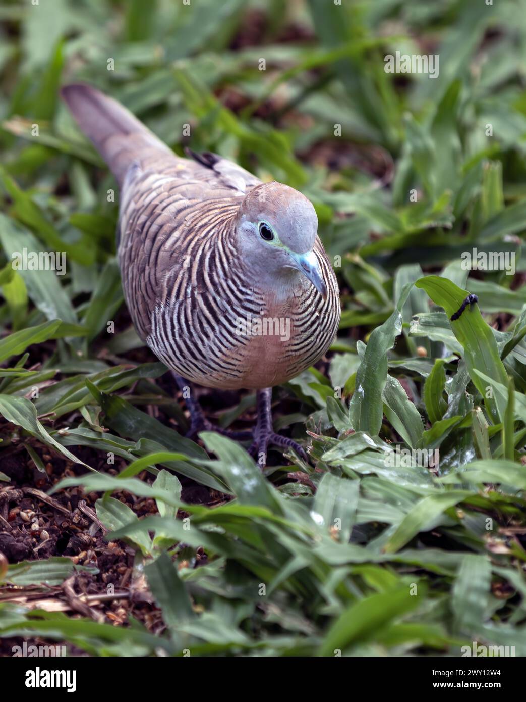 A zebra dove (Geopelia striata), also known as a barred ground dove, is ...