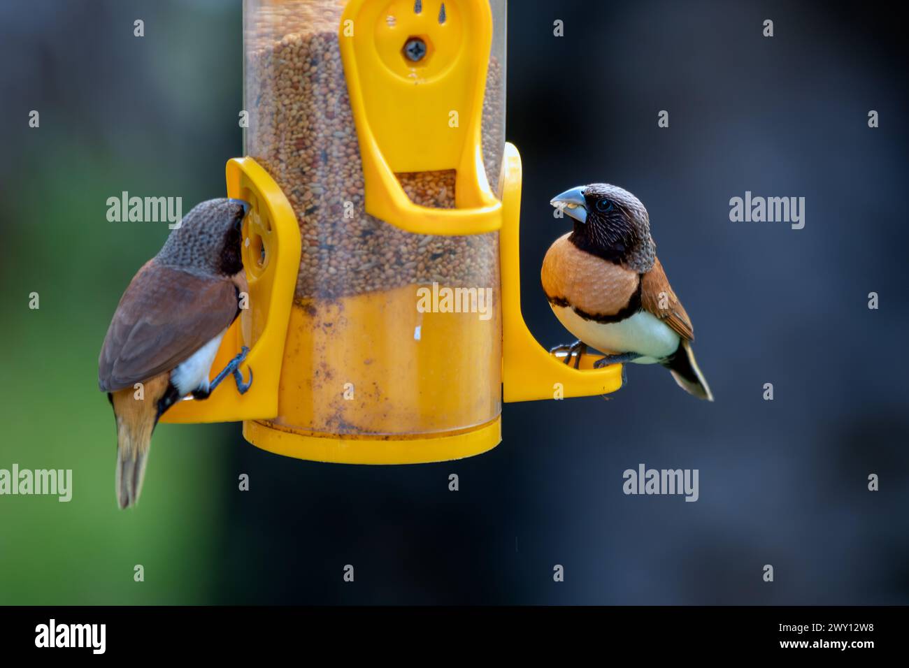 The chestnut-breasted mannikin (Lonchura castaneothorax) is seen at a ...