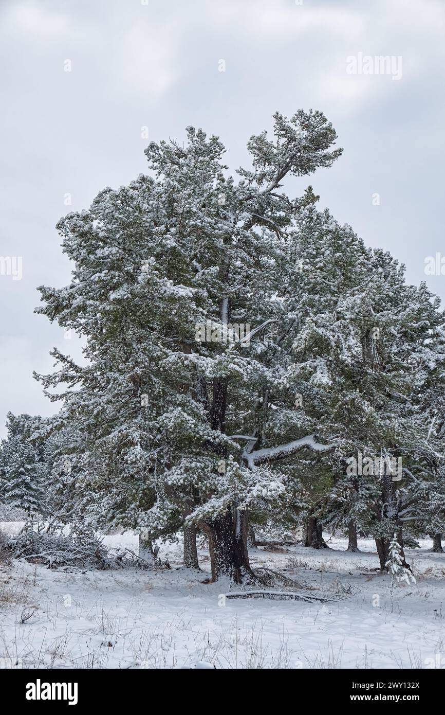 Altai landscape with mountain cedar forest on Seminsky mountain pass ...