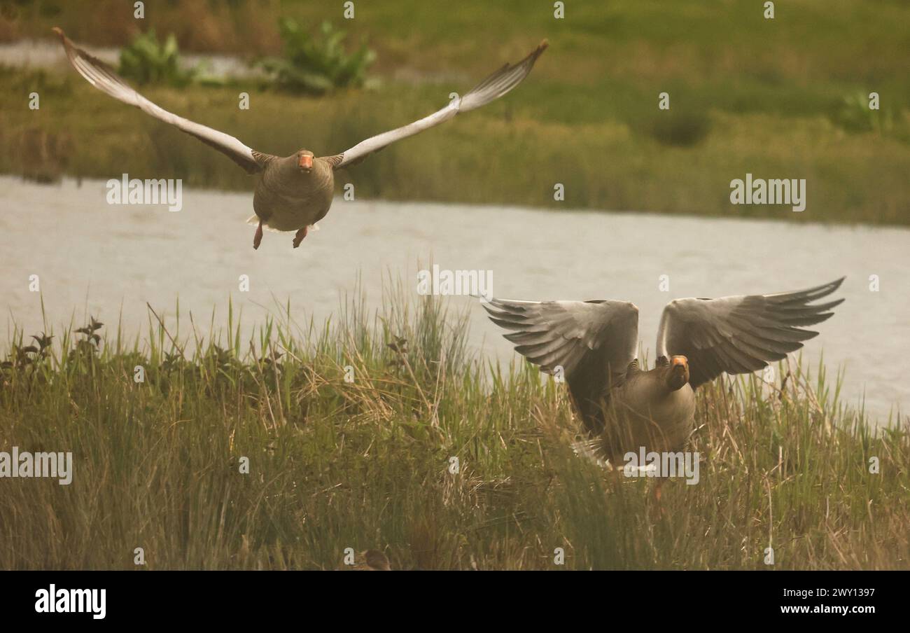Greylag Goose Male and Famale in flight at RSPB Rainham Marshes Nature ...