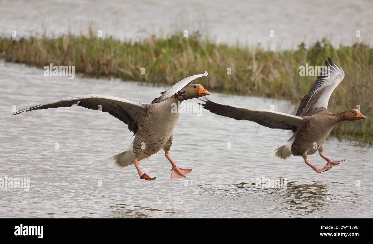 Greylag Goose Male and Famale in flight at RSPB Rainham Marshes Nature ...