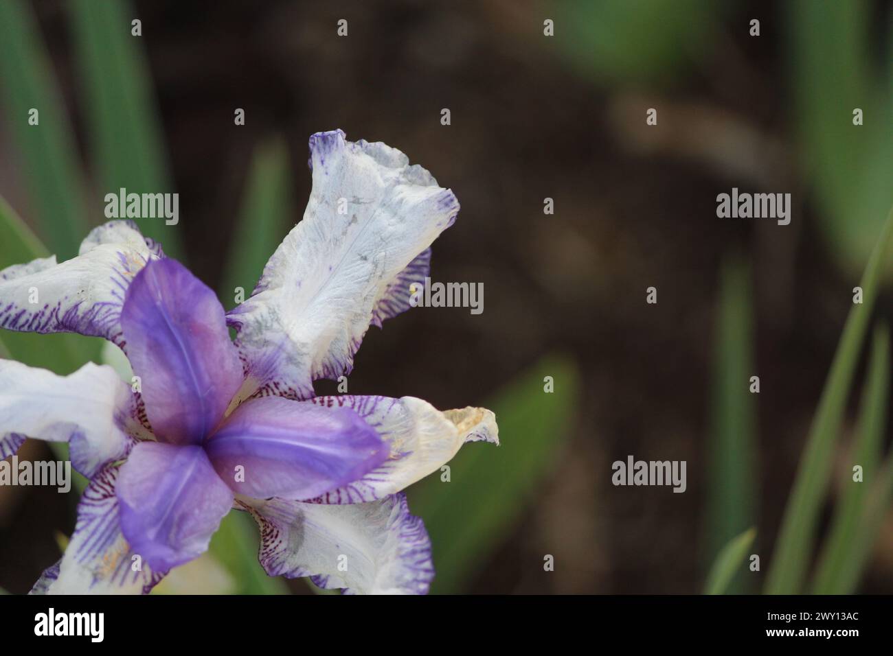 Iris foto hi-res stock photography and images - Alamy