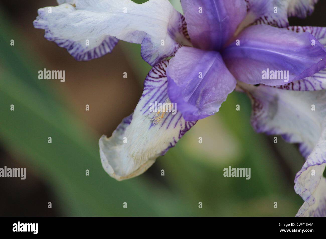 Close up white iris hi-res stock photography and images - Alamy