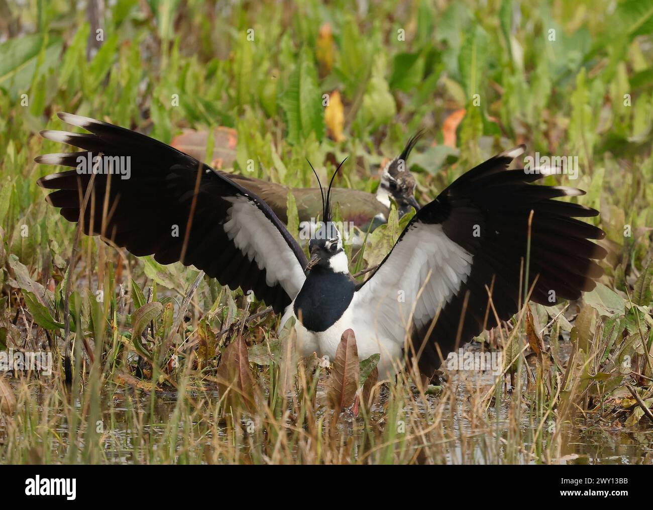 Lapwing in flight at RSPB Rainham Marshes Nature Reserve , Rainham ...