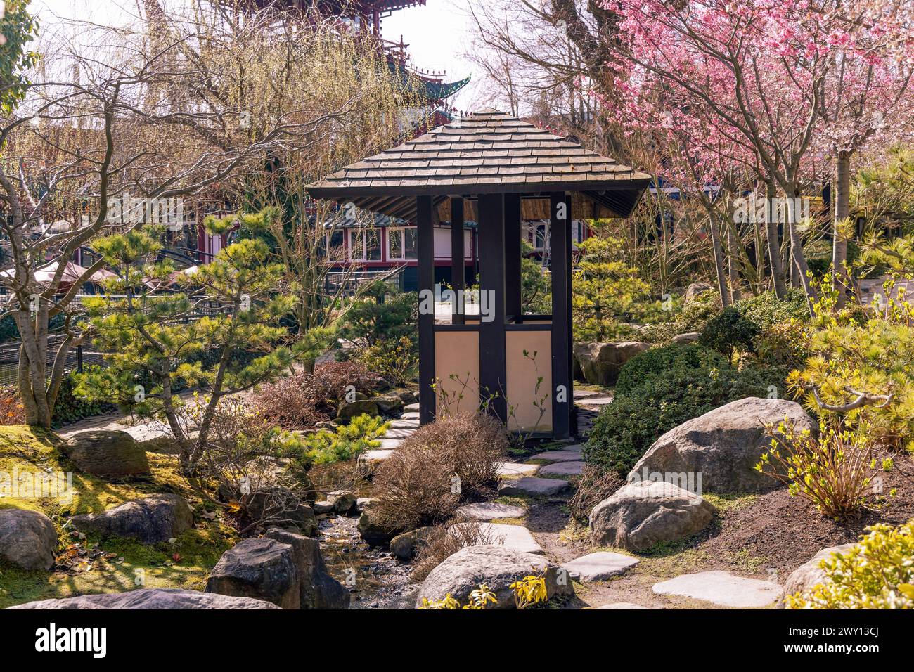 Garden in Japanese style with a gazebo and large stones and cherry ...