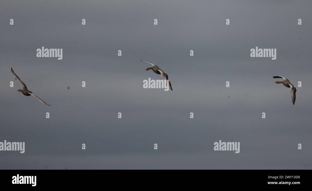 Greylag Goose Male and Famale in flight at RSPB Rainham Marshes Nature ...