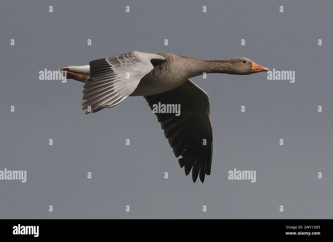 Greylag Goose Male and Famale in flight at RSPB Rainham Marshes Nature ...