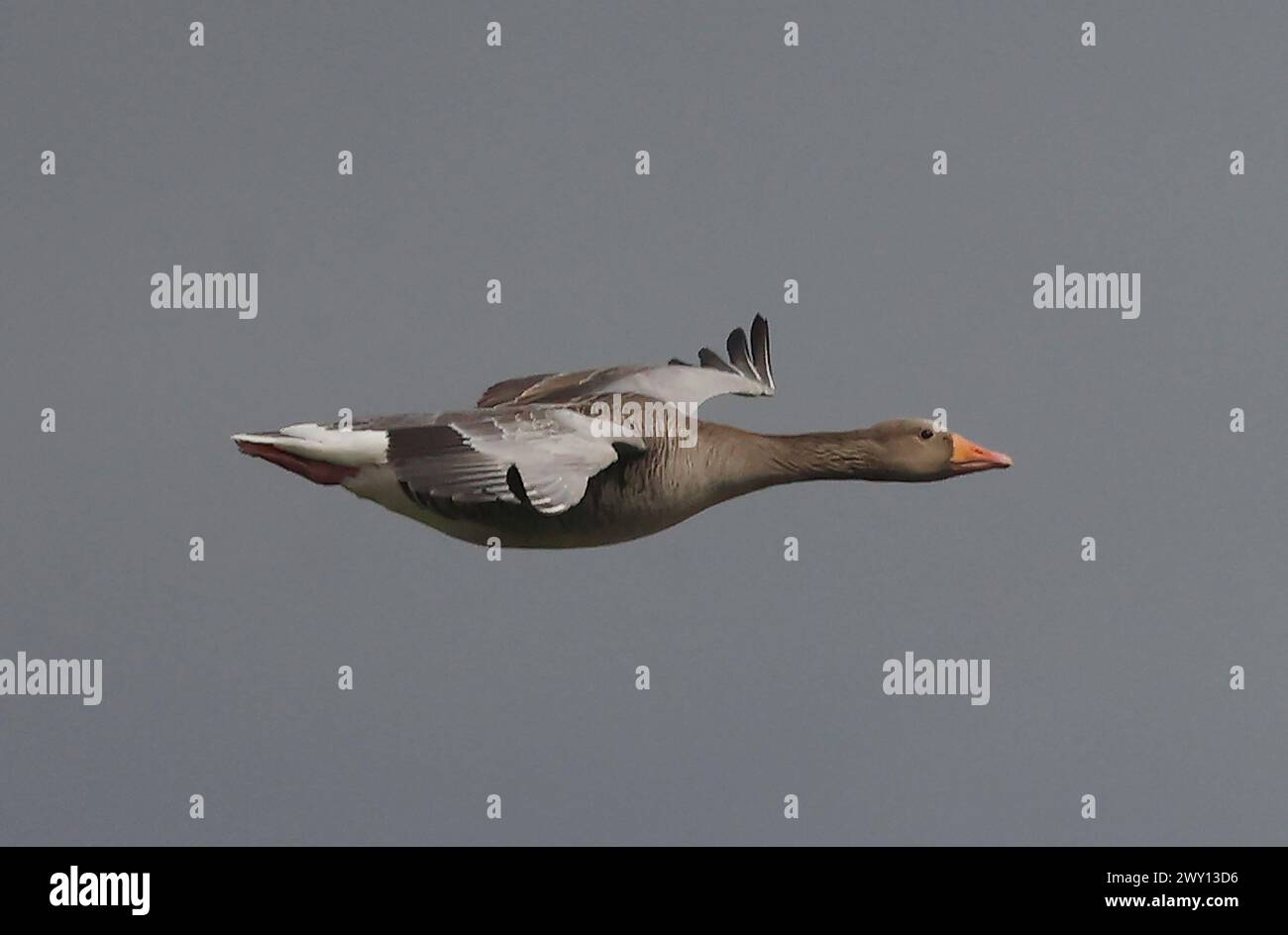 Greylag Goose Male and Famale in flight at RSPB Rainham Marshes Nature ...