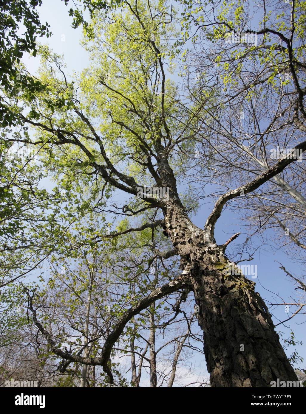Birch in spring Stock Photo - Alamy