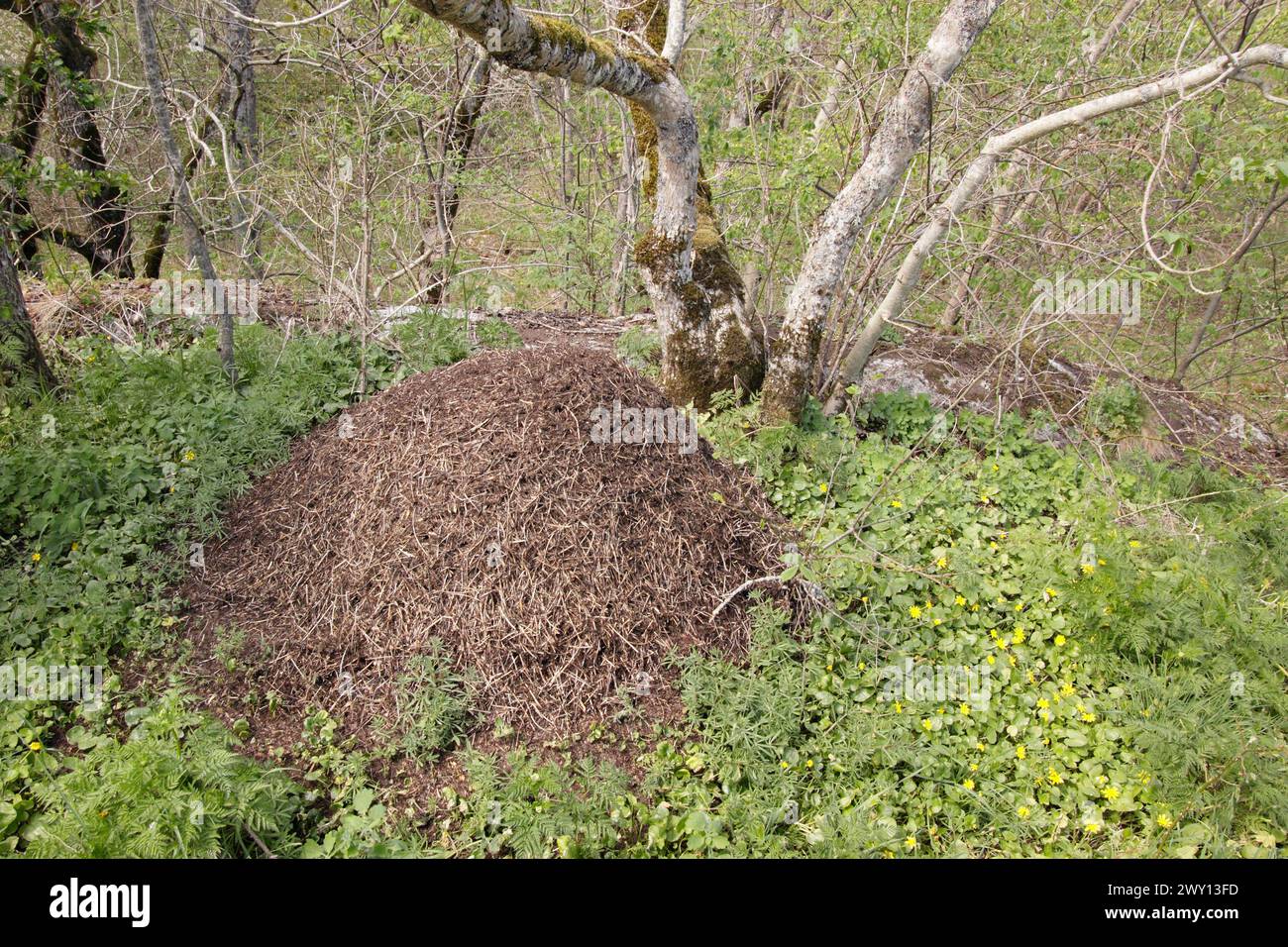 Anthill landscape hi-res stock photography and images - Alamy