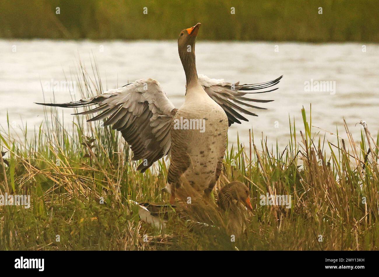 Greylag Goose at RSPB Rainham Marshes Nature Reserve , Rainham, Essex ...