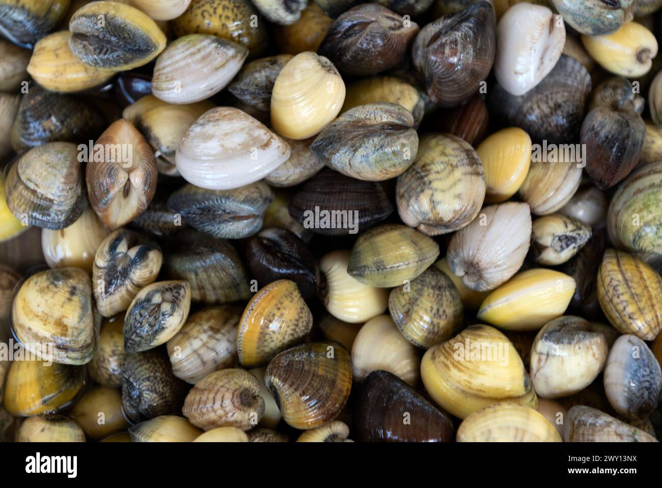 Clams with shells of different colours Stock Photo - Alamy