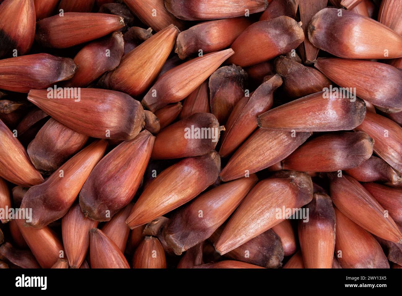 Pine nuts or Pinhao Stock Photo - Alamy