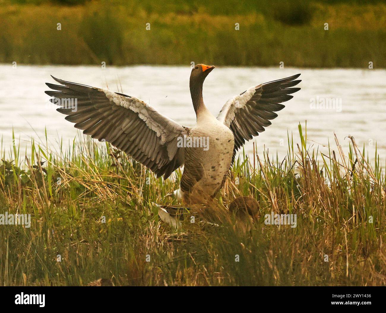 Greylag Goose at RSPB Rainham Marshes Nature Reserve , Rainham, Essex ...