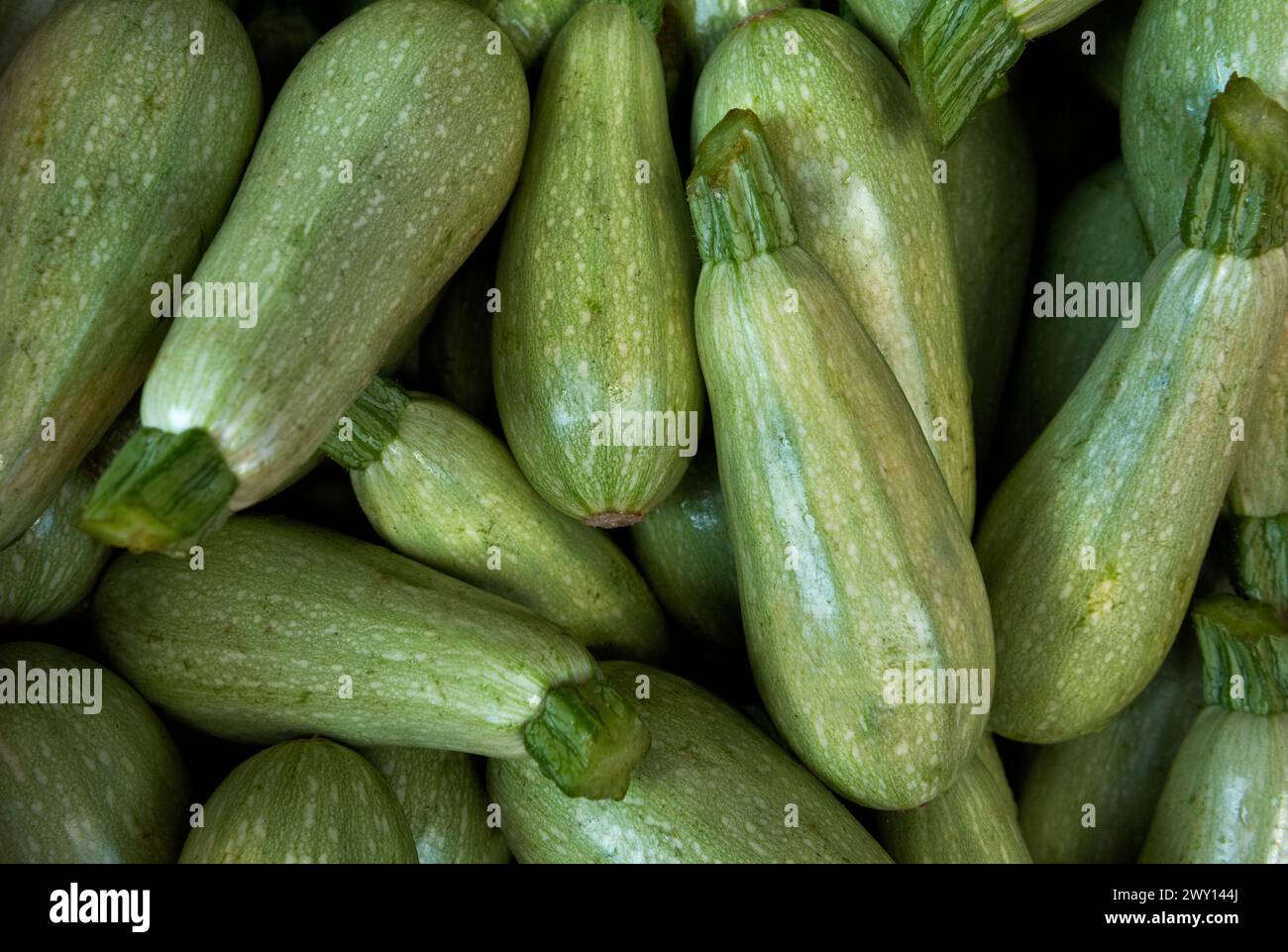 Mini courgettes or baby courgettes Stock Photo - Alamy