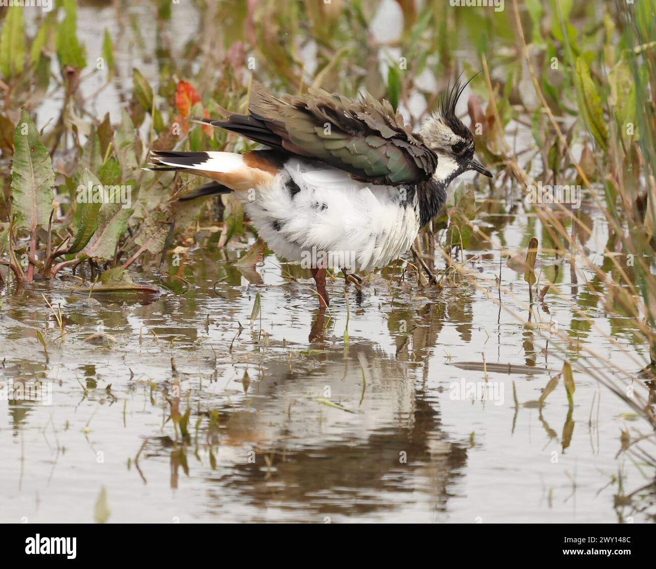 Lapwing in water at RSPB Rainham Marshes Nature Reserve , Rainham ...