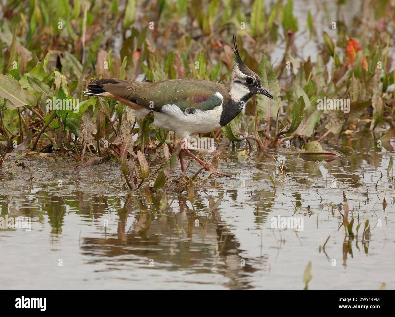 Lapwing in water at RSPB Rainham Marshes Nature Reserve , Rainham ...