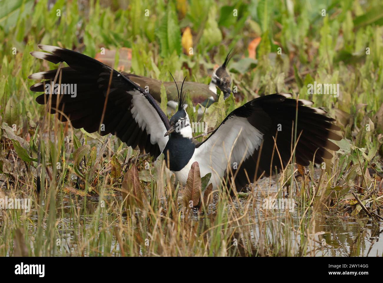 Lapwing in water at RSPB Rainham Marshes Nature Reserve , Rainham ...