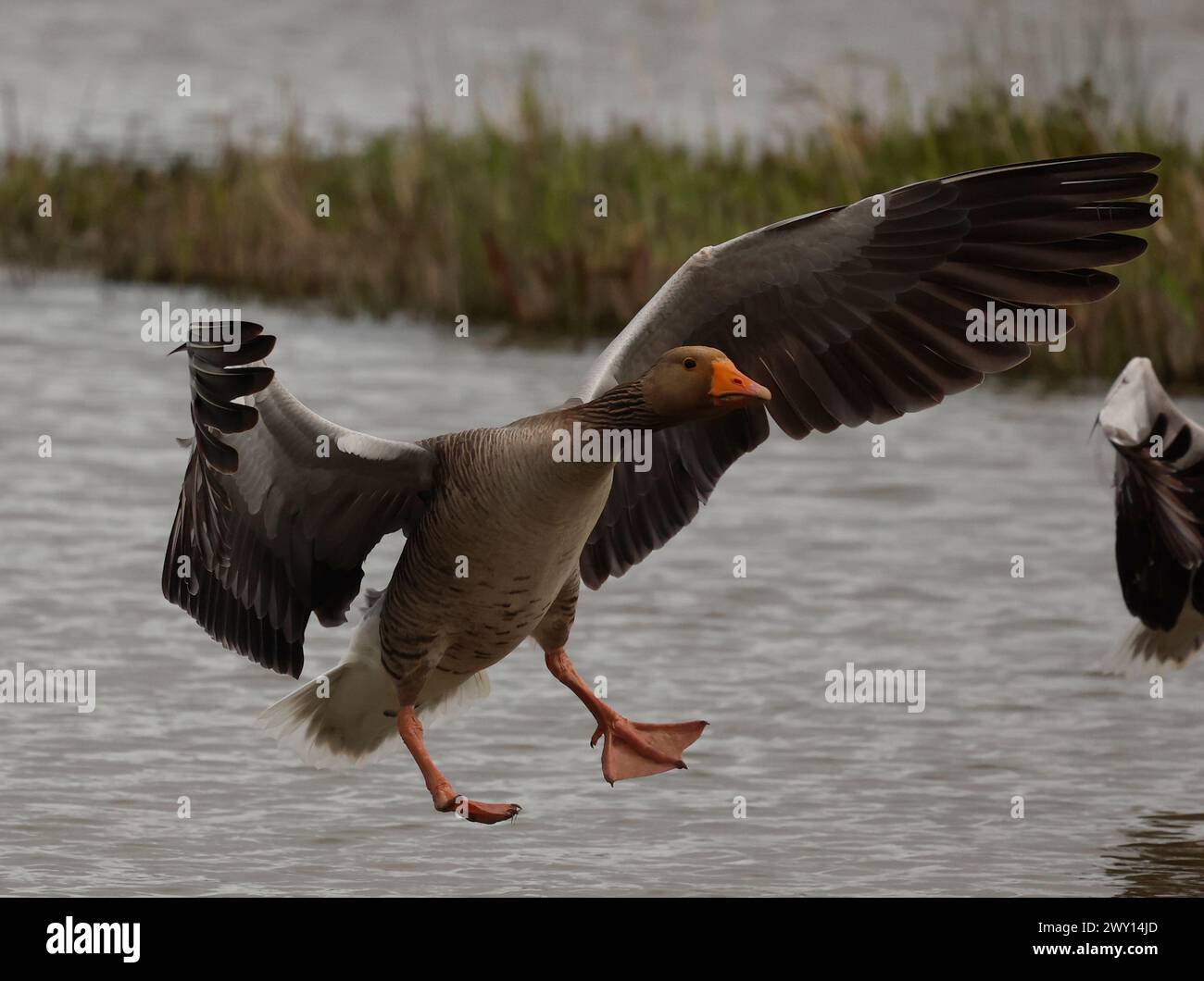 Greylag Goosein flight at RSPB Rainham Marshes Nature Reserve , Rainham ...