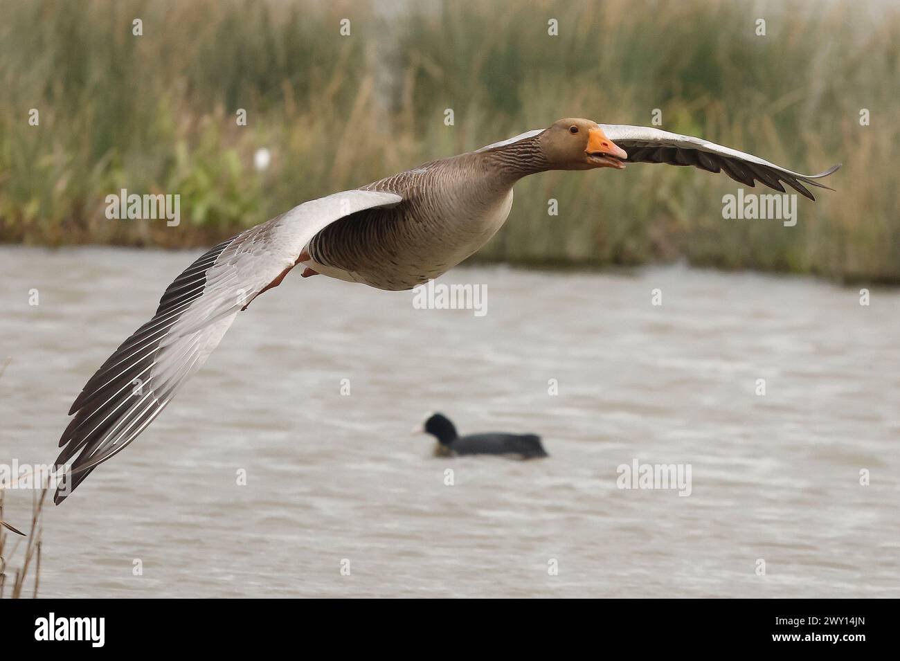 Greylag Goosein flight at RSPB Rainham Marshes Nature Reserve , Rainham ...