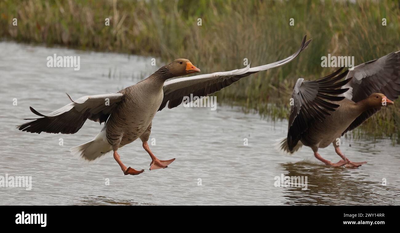 Greylag Goosein flight at RSPB Rainham Marshes Nature Reserve , Rainham ...