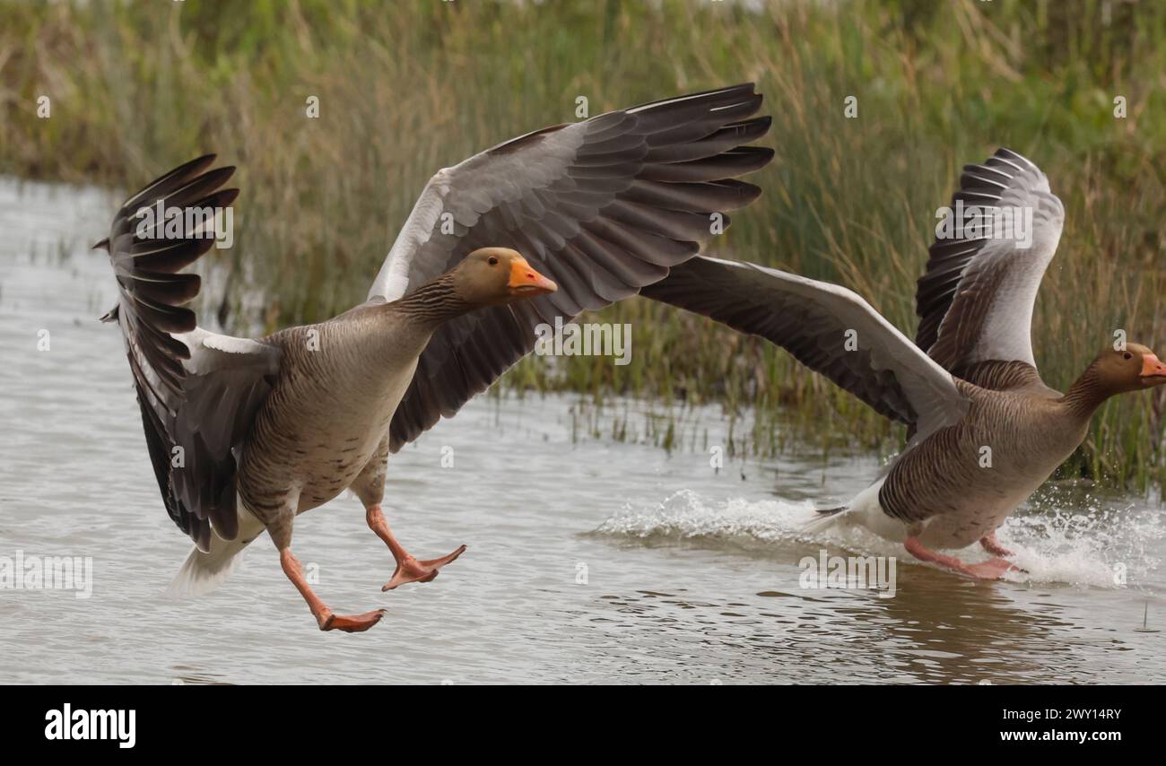 Greylag Goosein flight at RSPB Rainham Marshes Nature Reserve , Rainham ...