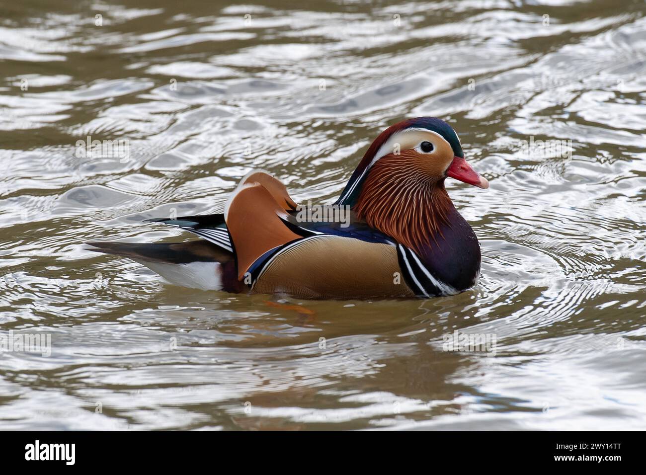 Maidenhead, Berkshire, UK. 3rd April, 2024. A colourful male Mandarin ...