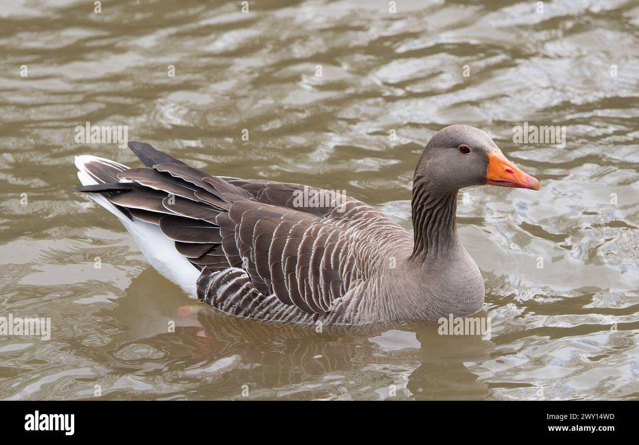 Greylay geese hi-res stock photography and images - Alamy