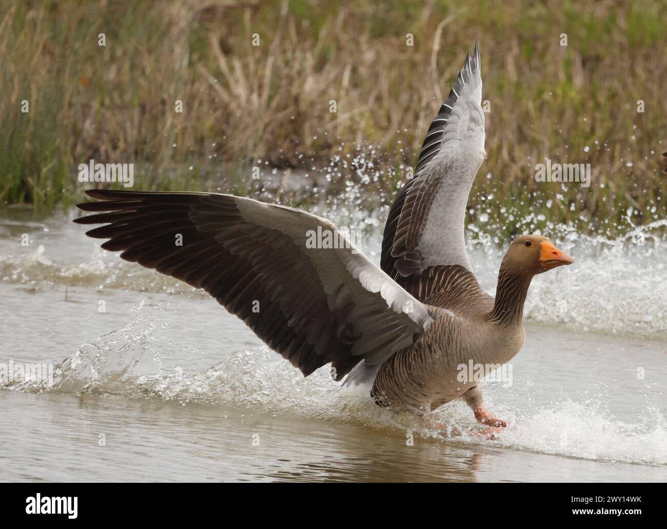Greylag Goosein flight at RSPB Rainham Marshes Nature Reserve , Rainham ...