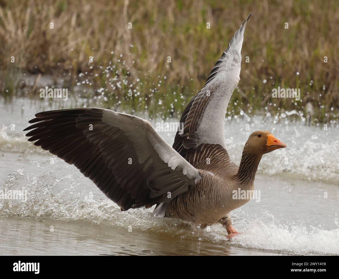 Greylag Goosein flight at RSPB Rainham Marshes Nature Reserve , Rainham ...