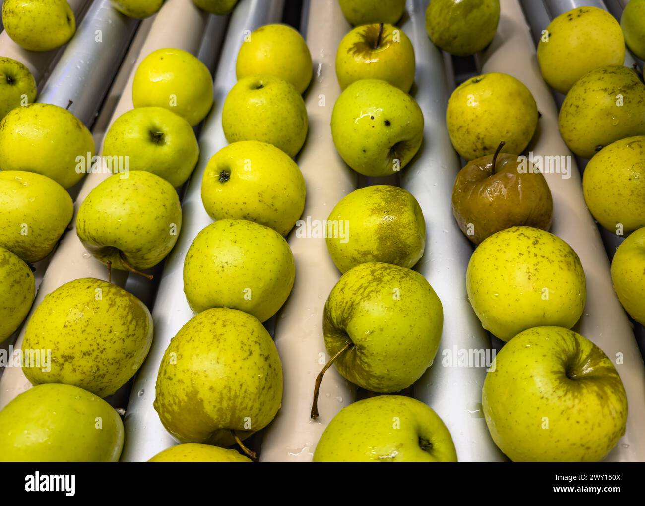 Apples in a pool with water for preliminary sorting in a fruit ...