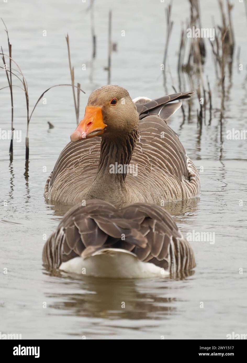 Greylag Goose at RSPB Rainham Marshes Nature Reserve , Rainham, Essex ...