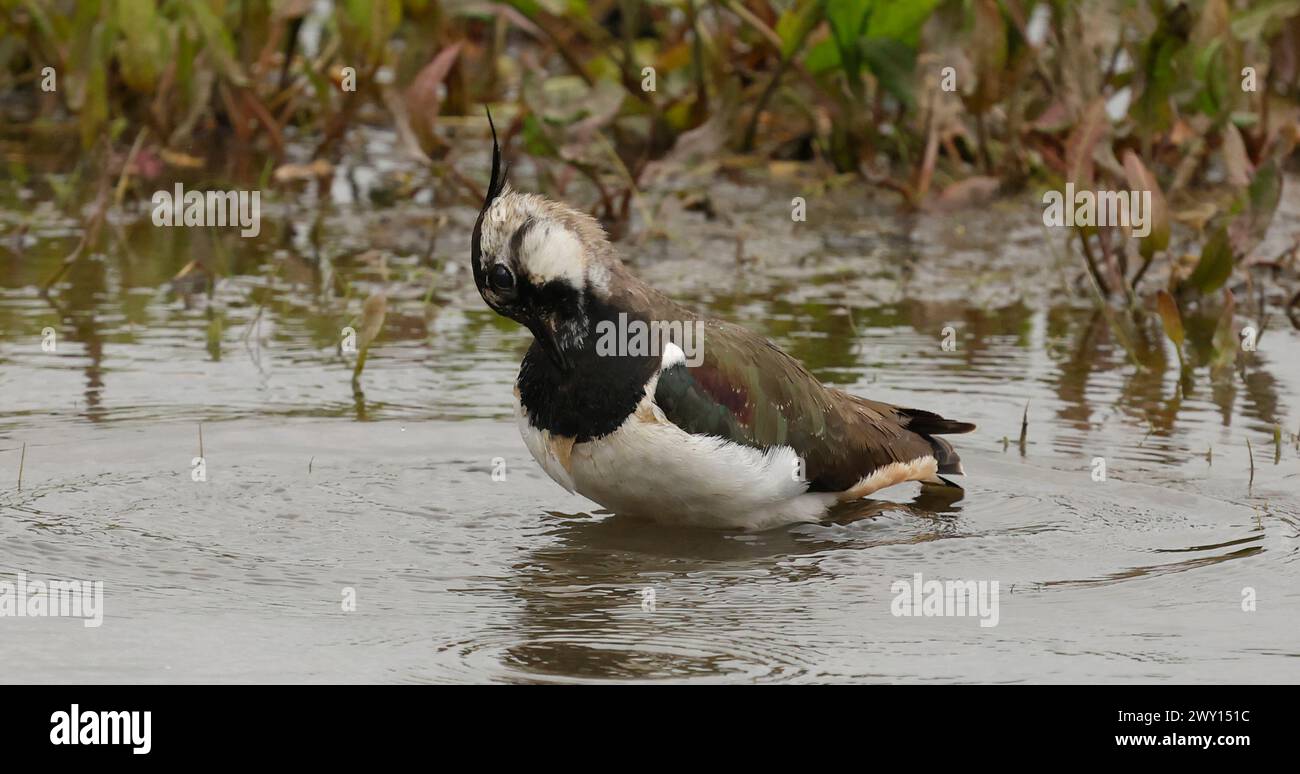 Lapwing in water at RSPB Rainham Marshes Nature Reserve , Rainham ...