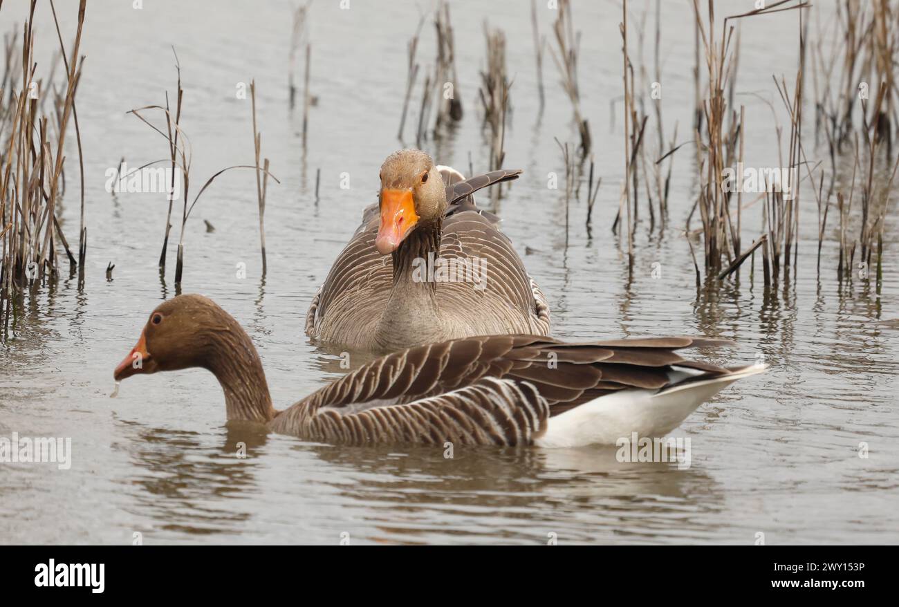 Greylag Goose at RSPB Rainham Marshes Nature Reserve , Rainham, Essex ...
