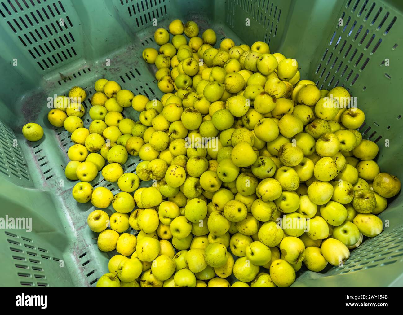 Fruit processing hi-res stock photography and images - Alamy