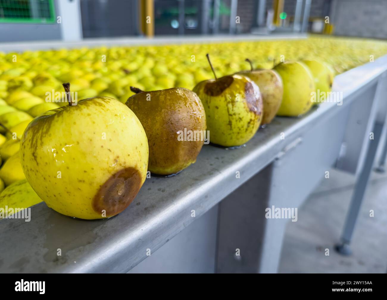 Apples in a pool with water for preliminary sorting in a fruit ...