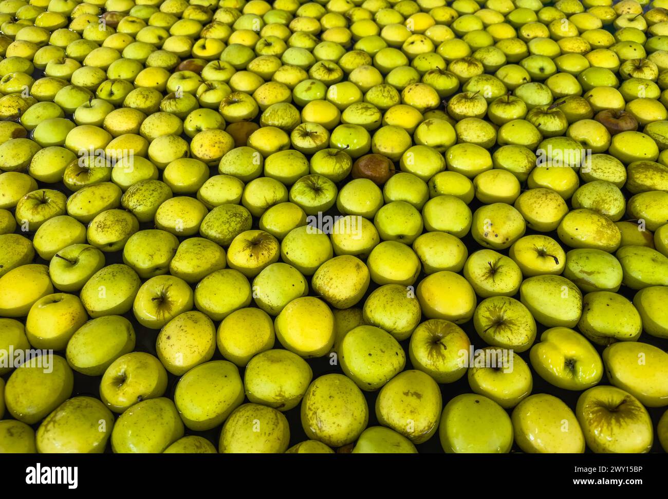 Apples in a pool with water for preliminary sorting in a fruit ...
