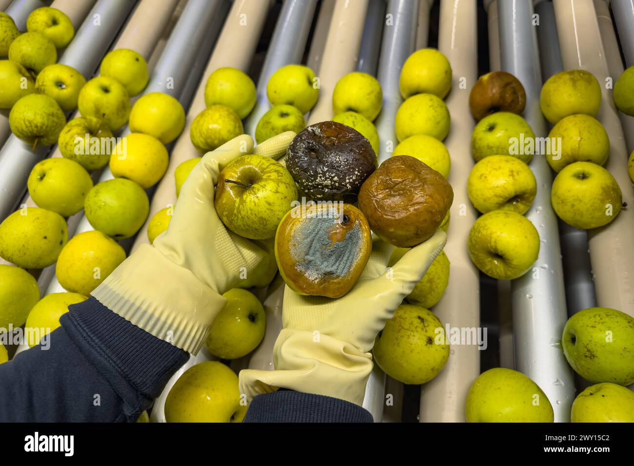 Woman holding rotten and spoiled apples in her hands, on the production ...