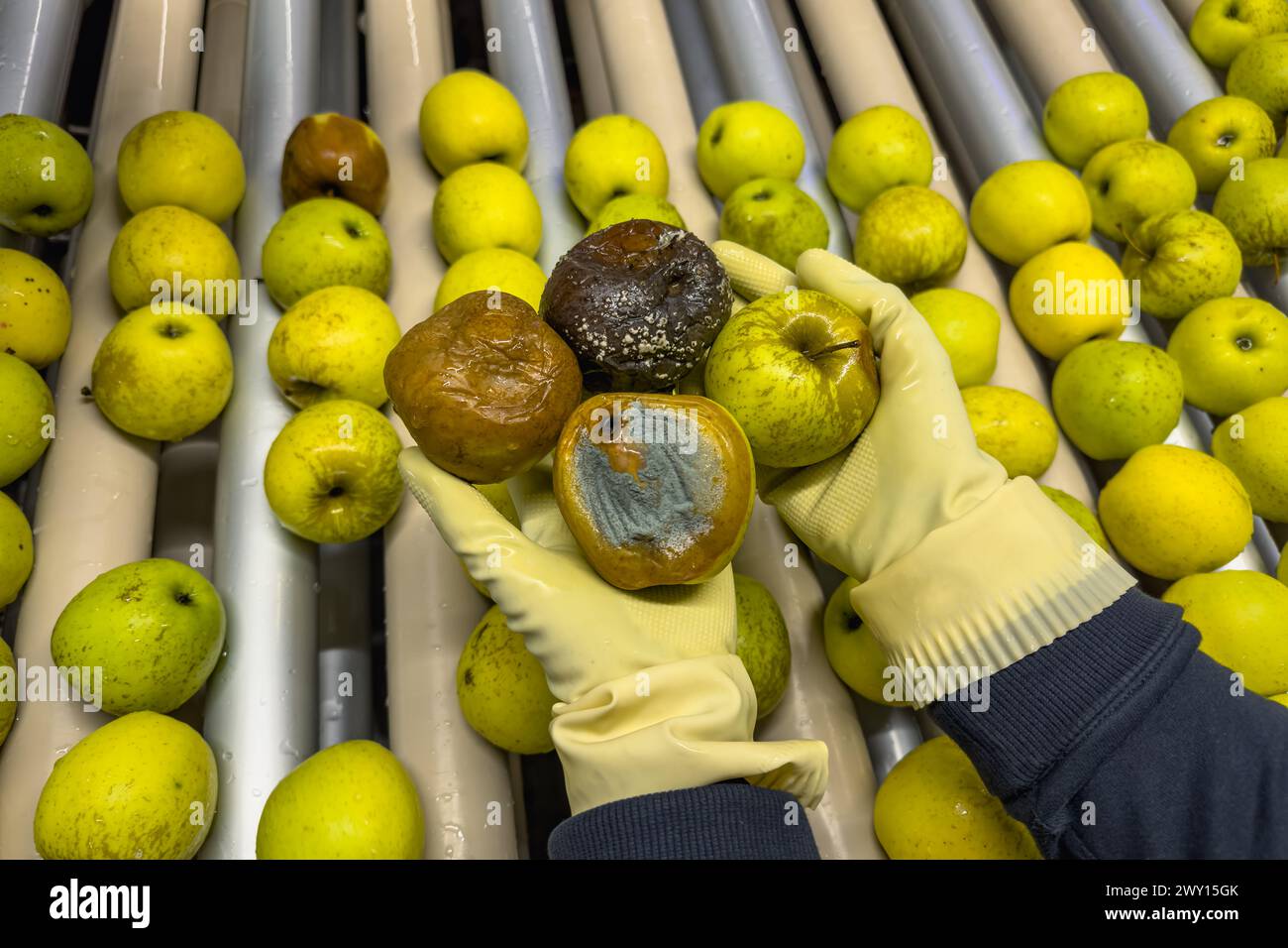 Woman holding rotten and spoiled apples in her hands, on the production ...
